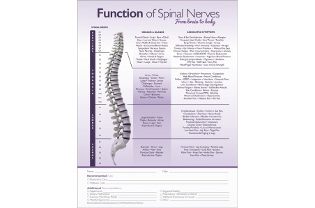 Chiropractic Spinal Nerve ROF Handout