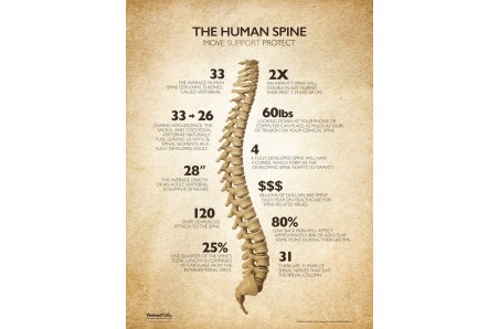The Human Spine Poster