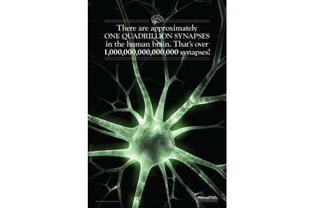 Nervous System Synapses Poster