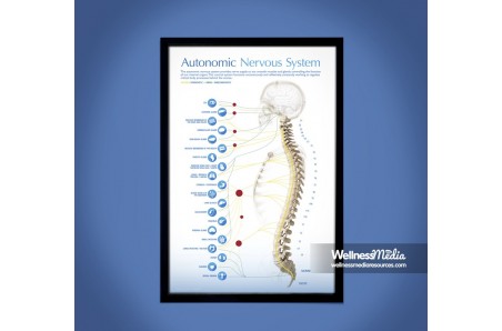 Autonomic Nervous System Poster