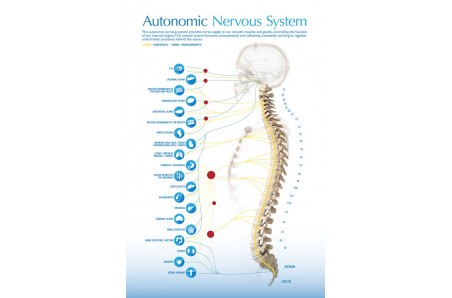 Autonomic Nervous System Poster