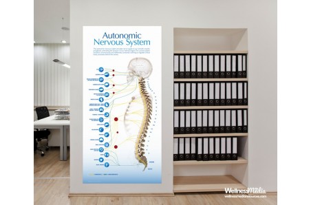 Autonomic Nervous System Poster - Large Format