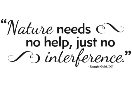 Chiropractic No Interference Decal