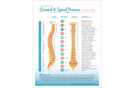 Chiropractic Kids Spinal Nerve Handout