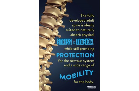The Fully Developed Adult Spine Poster