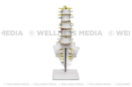 Lumbar Spine Anatomy Model