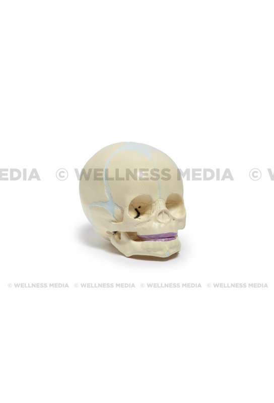 Infant Skull Pediatric Anatomy Model
