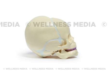 Infant Skull Pediatric Anatomy Model