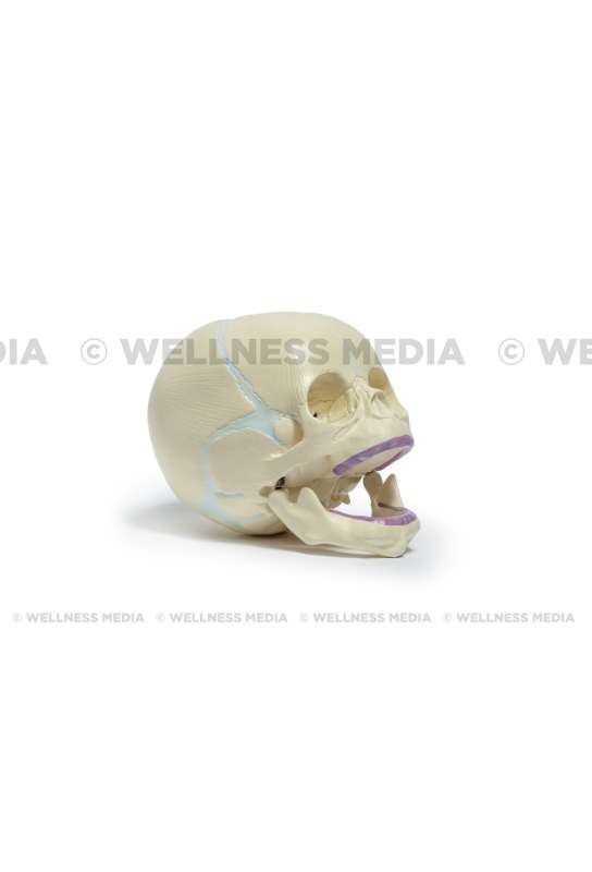 Infant Skull Pediatric Anatomy Model
