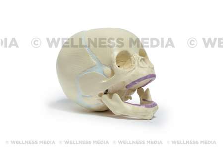 Infant Skull Pediatric Anatomy Model