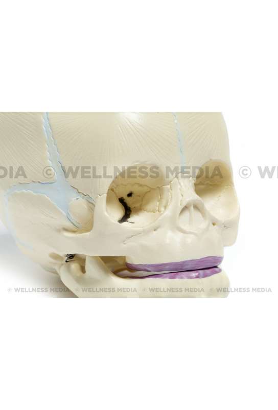 Infant Skull Pediatric Anatomy Model