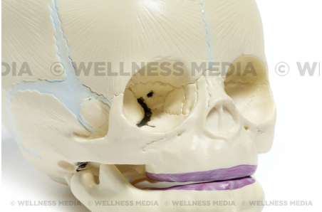 Infant Skull Pediatric Anatomy Model