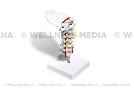 Cervical Spine Anatomy Model