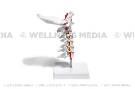 Cervical Spine Anatomy Model