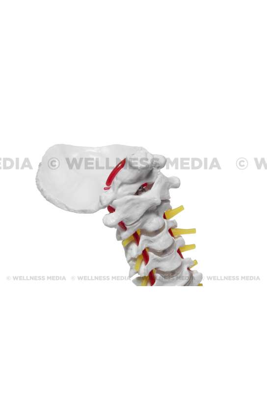 Cervical Spine Anatomy Model